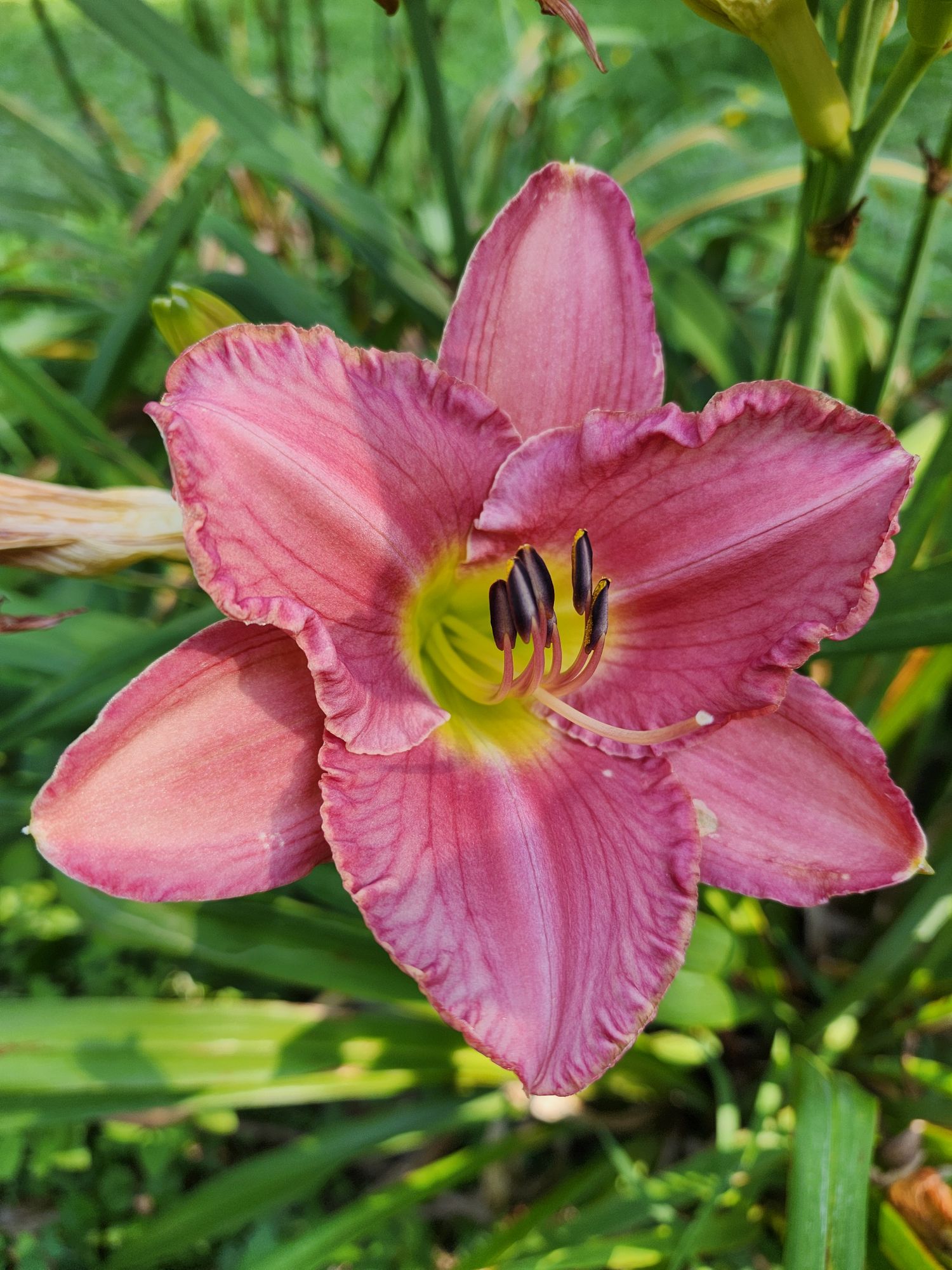 My daylily collection – Living Vividly
